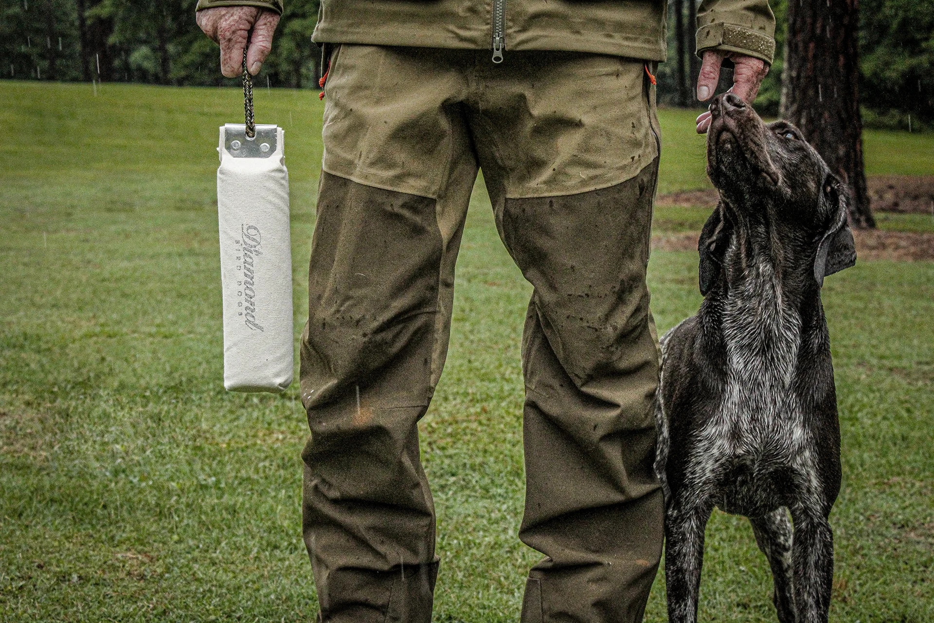 Bird Dog Training Course | Online Video Course