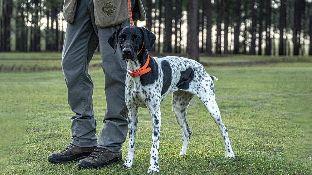 Diamond Bird Dogs Online Mini Course Series